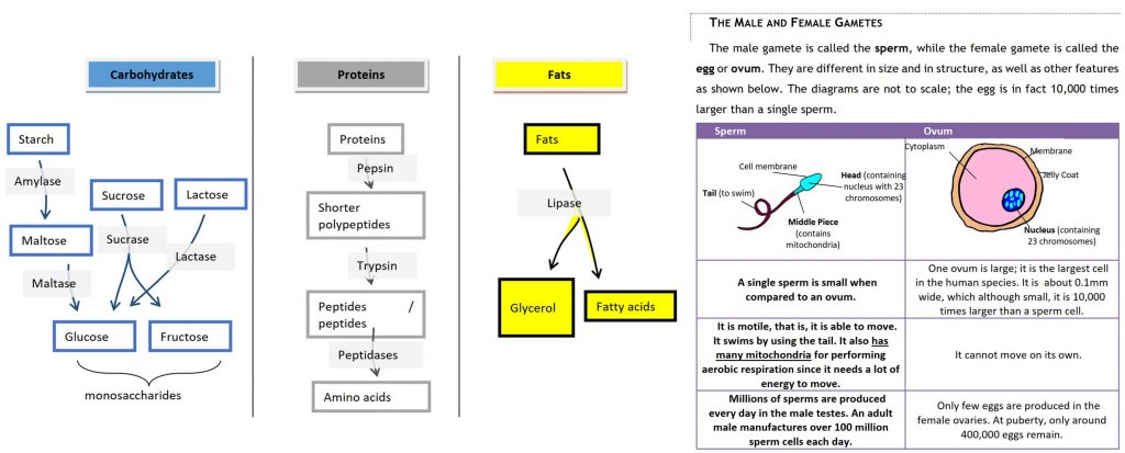 Advanced Biology Notes- Selected Topics - Biology Private Lessons Malta