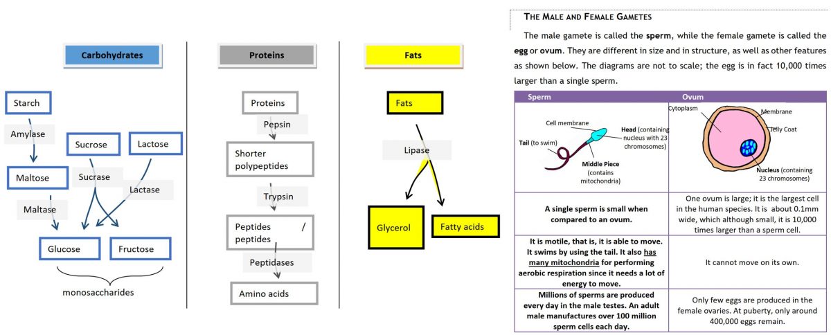 Intermediate Biology Notes - Biology Private Lessons Malta